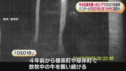 北海道の巨大ヒグマ「OSO18」が牛66頭を襲撃、ついに駆除される - エンタメスコープ